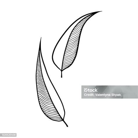 흰색 배경에 두 개의 추상잎 디자인의 요소로 잎의 흑백 벡터 개요 그림입니다 고무도장에 대한 스톡 벡터 아트 및 기타 이미지 고무도장 구도 그래픽 프린트 Istock