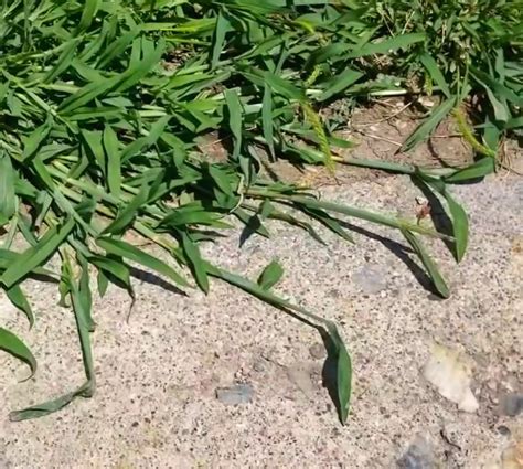 How To Kill Crabgrass