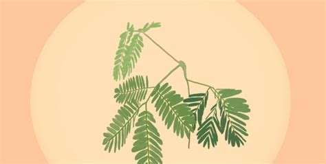 十二星座的守护花分别是什么 泡泡经验