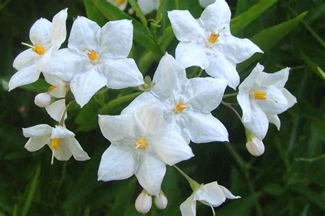 Solanum Laxum