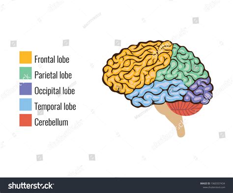 Human Brain Anatomy Function Area Mind เวกเตอร์สต็อก ปลอดค่าลิขสิทธิ์ 1960337434 Shutterstock