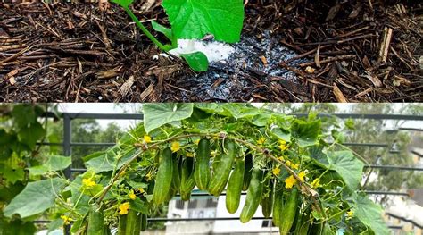 Double The Yield Of Cucumbers With Natural Fertilizers Light Recipes