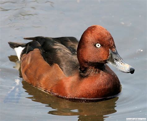 Identify Ferruginous Duck Wildfowl Photography