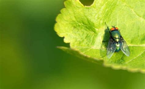 How To Get Rid Of Cluster Flies Simple Effective Solution And Ideas