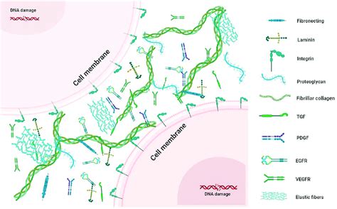 The Extracellular Matrix Contains A Variety Of Proteins And Growth