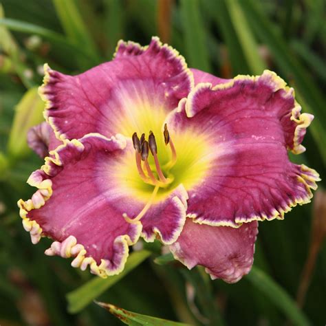 Raspberry Eclipse Daylily Indy Plants
