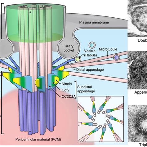 Cilia Mediated Shh Signalling Is Perturbed In The Developing Neural