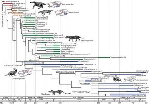 First Mammals When Did Mammals First Appear Earliest Mammals