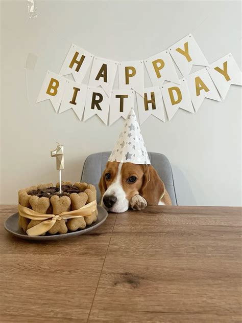 Празднование дня рождения собаки бигля