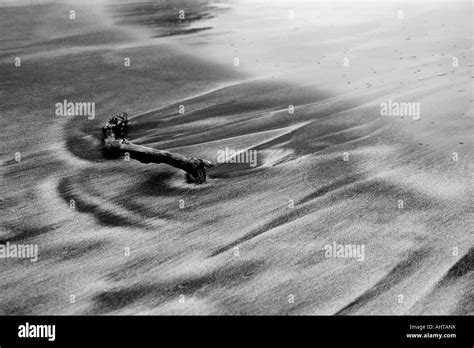 Tree Trunk Drawing In The Sand Helped By The Sea Stock Photo Alamy