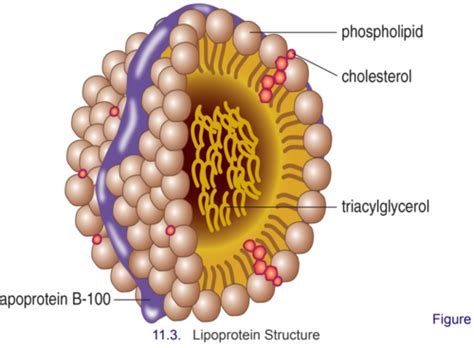 Pathophys Unit Cardiovascular And Respiratory Disorders Flashcards Quizlet
