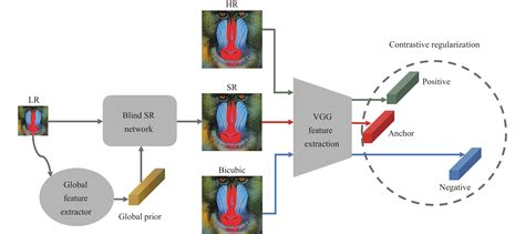 Contrastive Learning For Blind Super Resolution Via A Distortion Specific Network