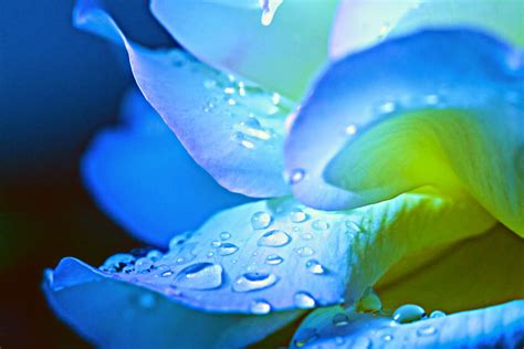 Breast Cancer Recurrence And Ctdna Insights By Dr Rosen Lll