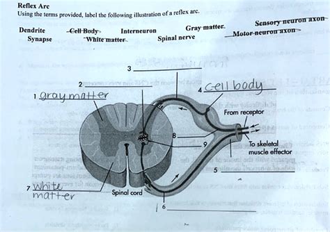 SOLVED Reflex Arc Using The Terms Provided Label The Following