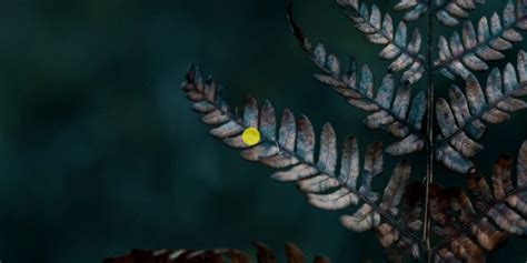 how to highlight mouse clicks on windows 10