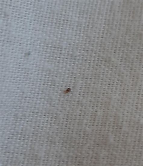 Small Less Than 1mm Hard Impossible To Crush Between Fingers Can