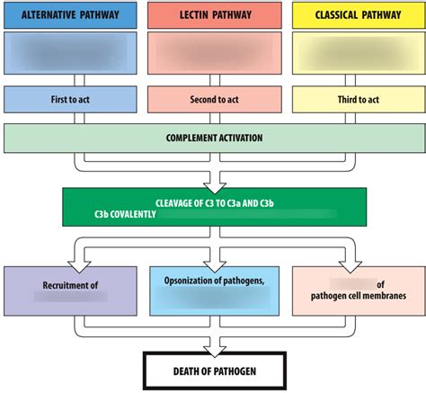 Complement Pathways Basic Diagram Quizlet