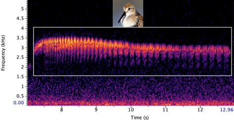 new deep learning ai tool helps ecologists monitor rare birds through