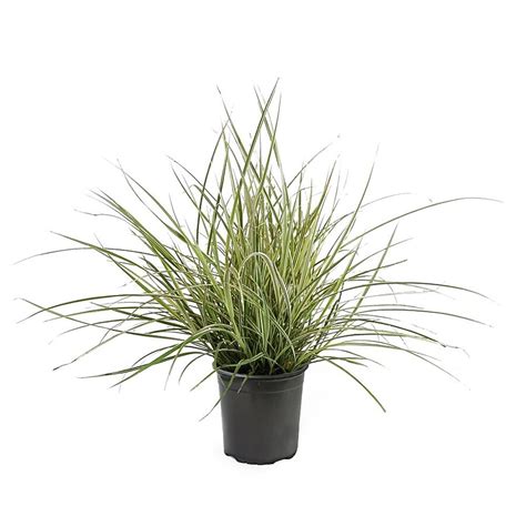 Lowes Quart Variegated Oat Grass In Pot In The Ornamental Grasses