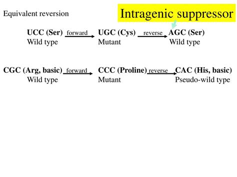 Ppt A A Mutation Forward Mutation Powerpoint Presentation
