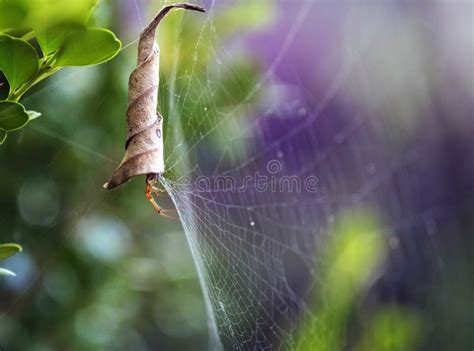 Australian Garden Orb Weaver Spider Argiope Catenulata In The Web