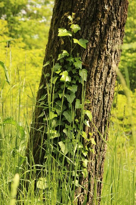 Tree Grass Country Free Photo On Pixabay Pixabay