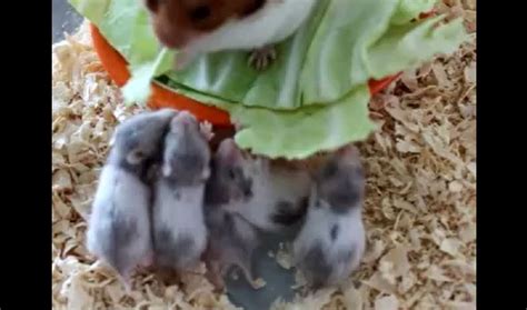 キャベツに群がる赤ちゃんハムスター エサ入れの上に陣取ったママハムスターは堂々たる吸引力を披露 ニコニコニュース オリジナル