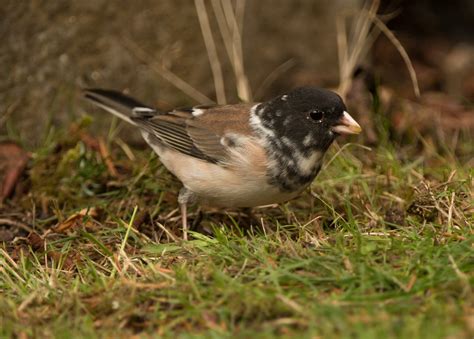 Leucistic Dark Eyed Junco Oregon Race Wings Over Skagit