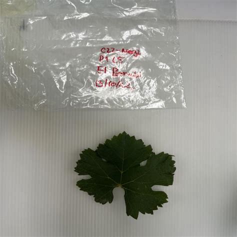 Este Es El Bueno Object Detection Dataset And Pre Trained Model By Chamba