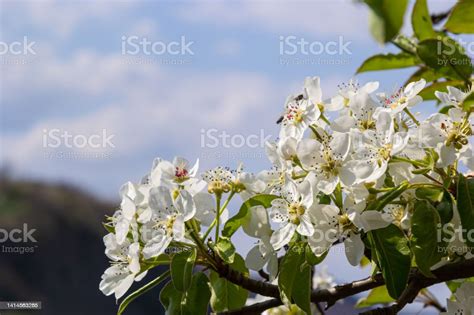 푸른 하늘을 향해 피어나는 배 가지 작은 하얀 꽃과 함께 배가 꽃을 피운다 과일 나무의 봄 개화 흐린 배경 0명에 대한 스톡 사진 및 기타 이미지 Istock
