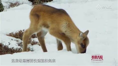 植物嫩芽破土而出，成为驯鹿幼崽舌尖上的 及时粮”腾讯新闻