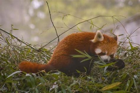 Pandas Python Análisis completo