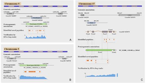 Proteogenomic Analysis A Workflow For Proteogenomic Analysis B Download Scientific Diagram