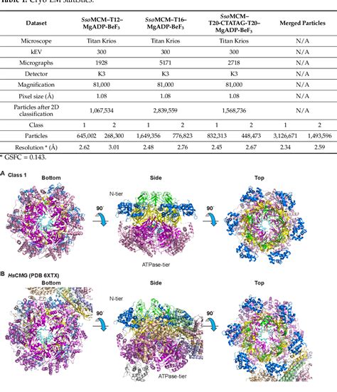 Table 1 From Two Distinct Modes Of Dna Binding By An Mcm Helicase