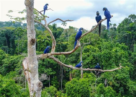 Rainforest Trusts Brazil Strategy Rainforest Trust