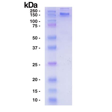 Recombinant Rsv F Post Fusion Leinco Technologies