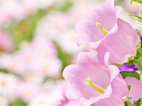 투명한 꽃물에 연핑크색 꽃사탕을 퐁당 캄파눌라 향수 텀블벅 크리에이터를 위한 크라우드펀딩