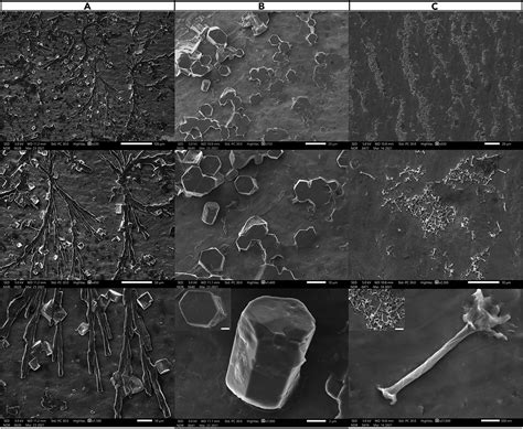 Patterning Mediated Supramolecular Assembly Of Lipids Into Nanopalms Iscience