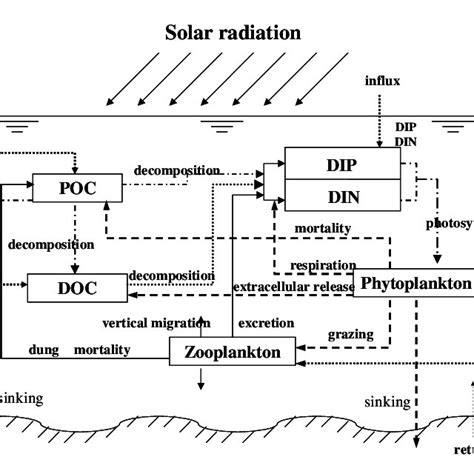 Schematic Diagram Of Ecosystem Model Download Scientific Diagram