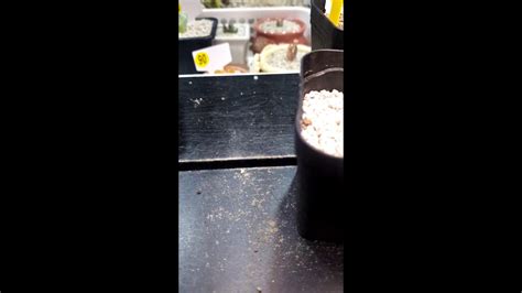 옹이맘 라이브 다육판매영상 다육판매방 다육판매하는곳 다육이 다육이를부탁해 다육이판매영상 다육이라이브 다육이화분