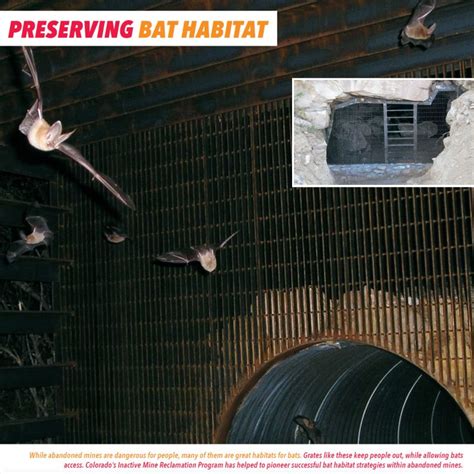 Colorado Division Of Reclamation Mining And Safety On Linkedin Its Bat Week We Love Bats