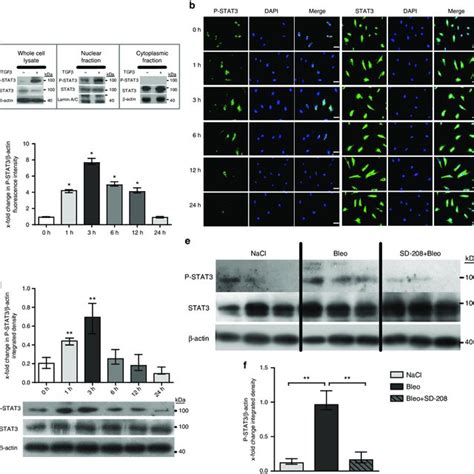 Pharmacological Inhibition Of Stat3 Exerts Potent Anti Fibrotic Effects