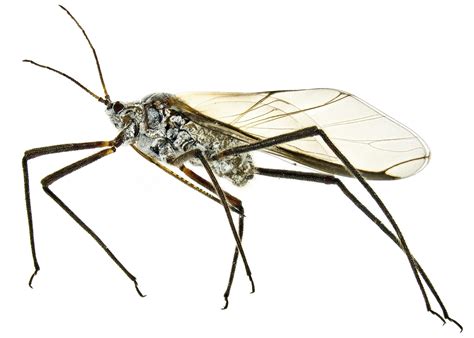 Cinara Cinara Bugguidenet