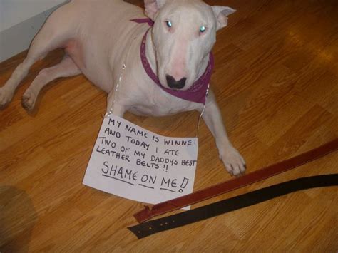 86 Best Funny Bull Terriers Images On Pinterest English Bull