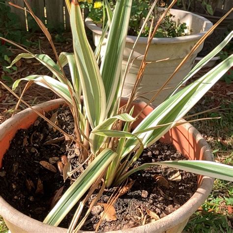 Propagating Tasmanian Flax Lily The Ultimate Guide