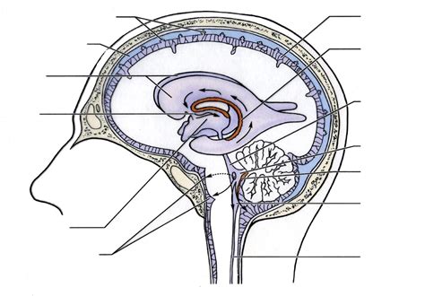 Circulation Of CSF Diagram Quizlet