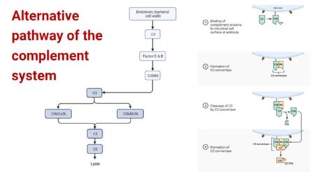 Alternative Pathway Of The Complement System