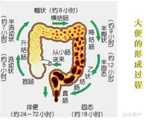 人真的需要清宿便排肠毒吗？ 知乎