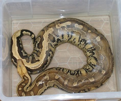 Borneo Short Tailed Python Facts And Pictures Borneo Short Tailed Python Facts And Pictures