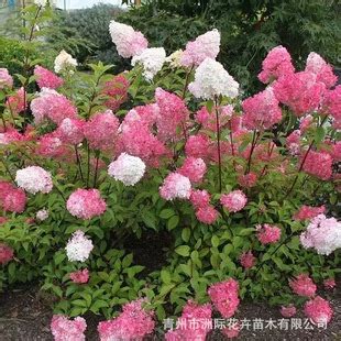 圆锥绣球石灰灯 香草草莓 中华木绣球多年生耐寒 阿里巴巴
